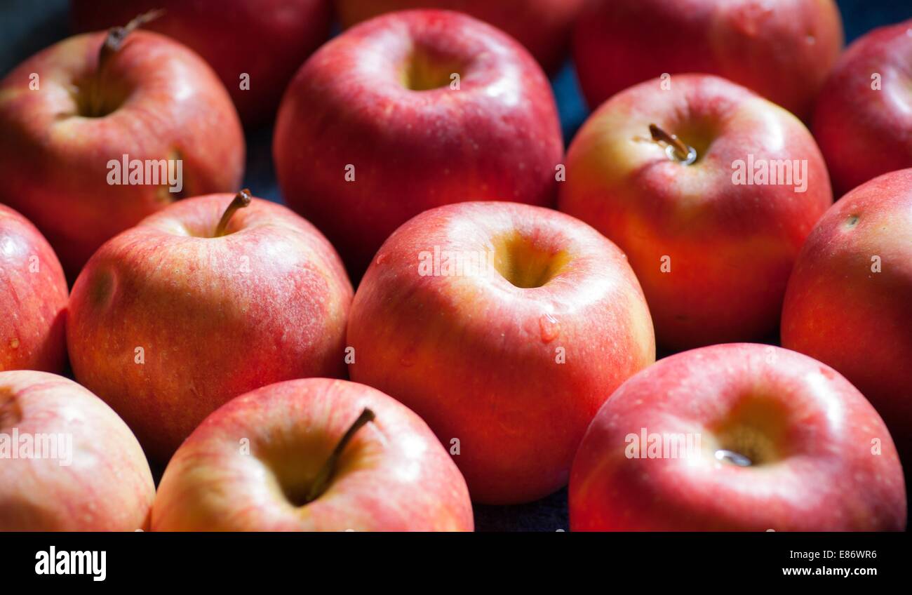Red ripe apples shot in evening sun light Stock Photo - Alamy