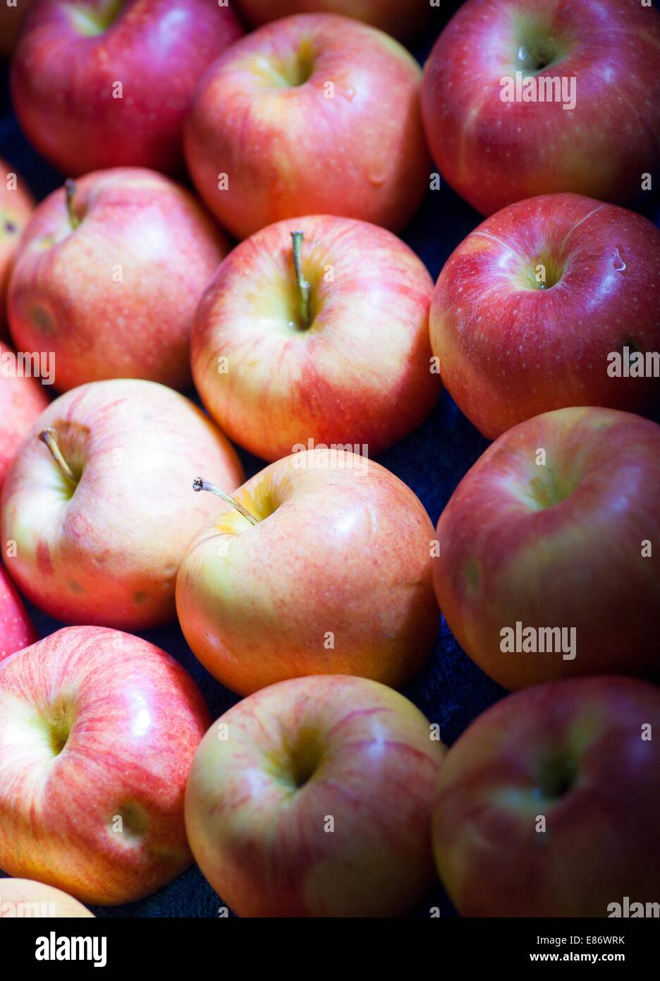 Natural organic apples vertical shot - Closeup of many red-yellow juicy ...