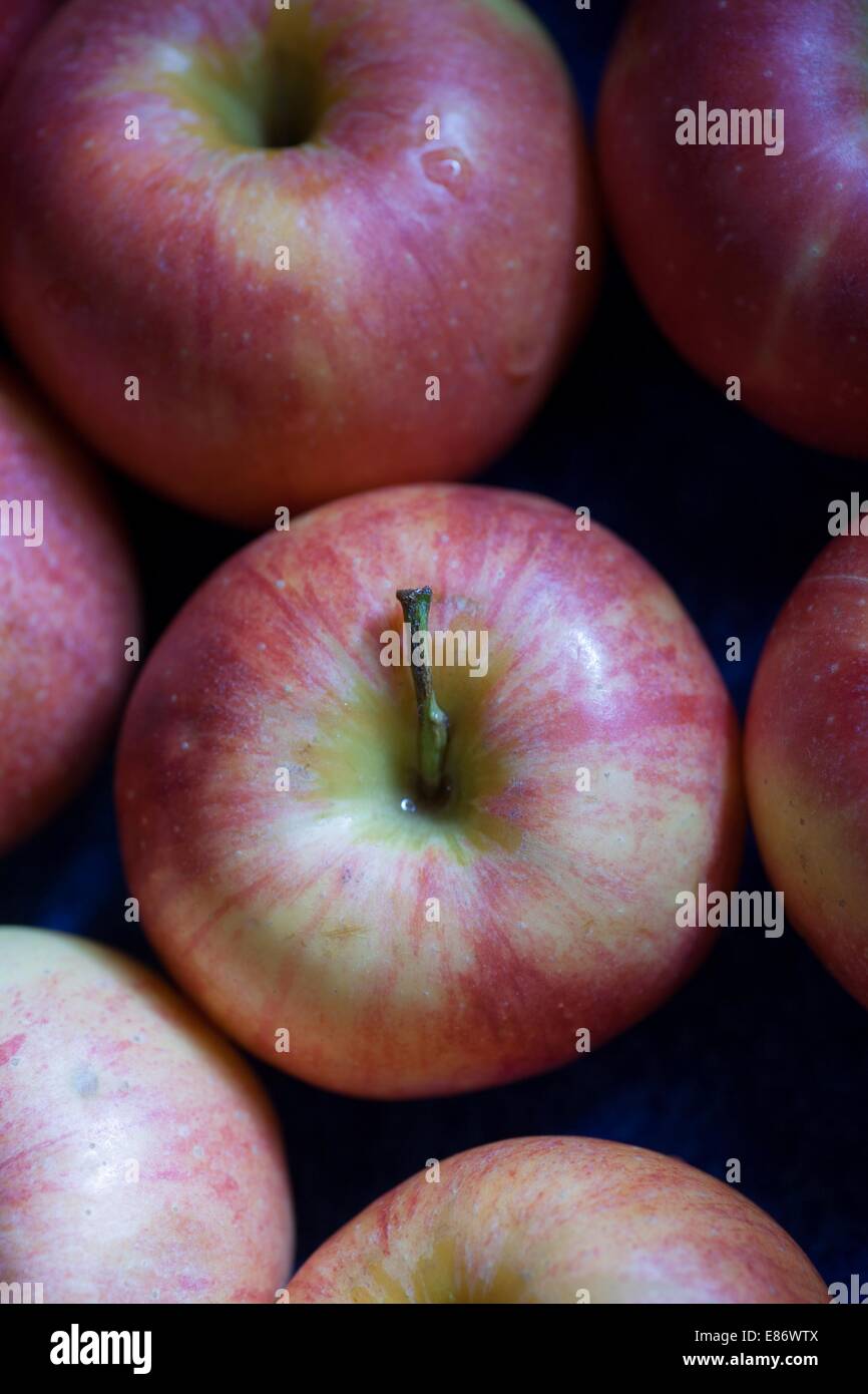 Many fresh pink violet red natural organic apples candid shot. fresh ...
