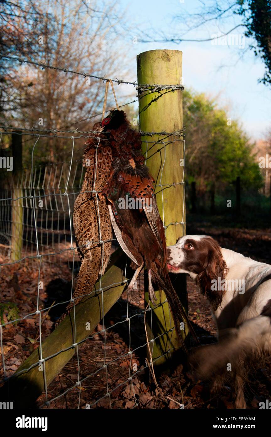 English country couple hunting hi-res stock photography and images - Alamy