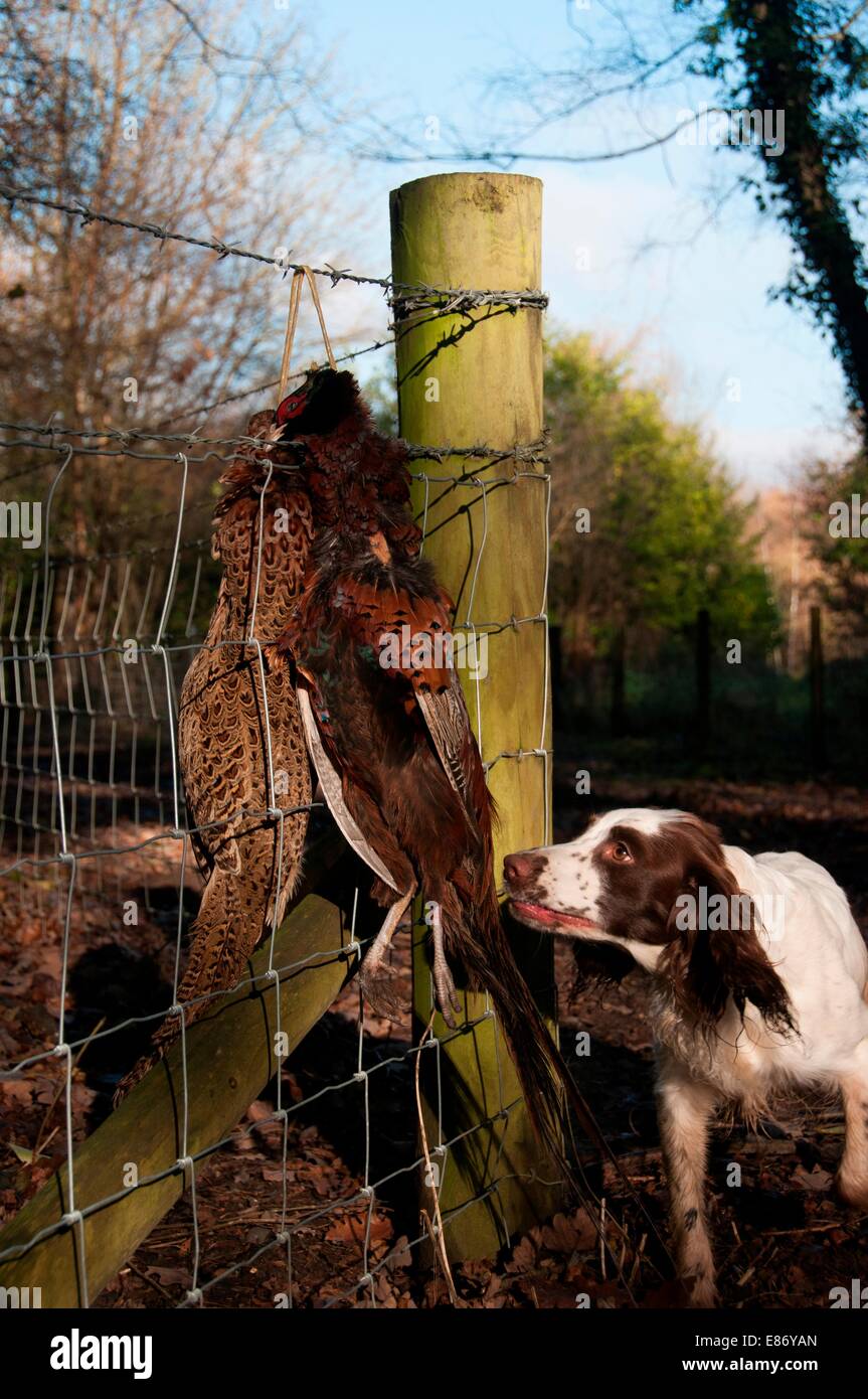 English country couple hunting hi-res stock photography and images - Alamy