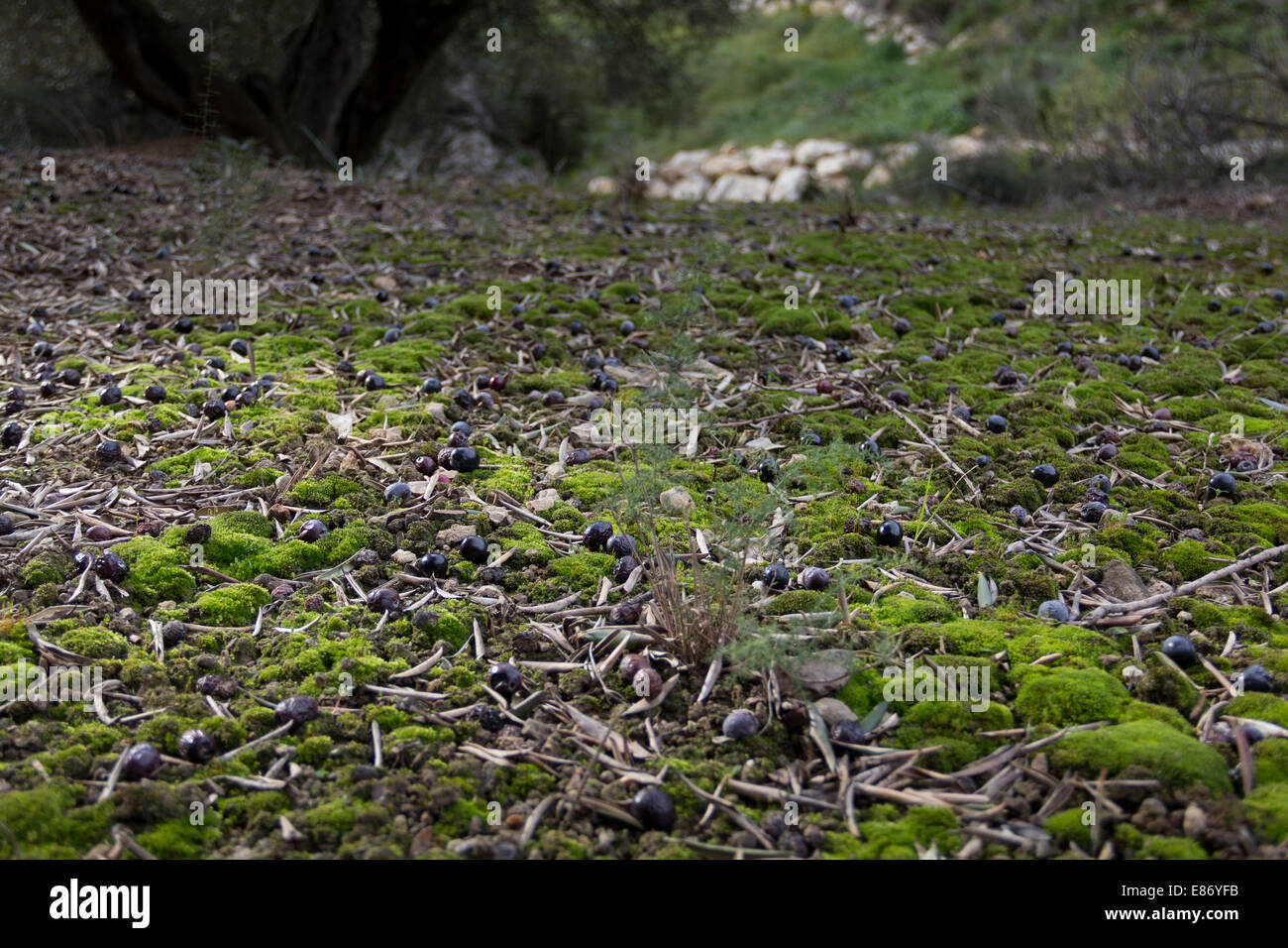 Ground level view traditional hi-res stock photography and images - Alamy
