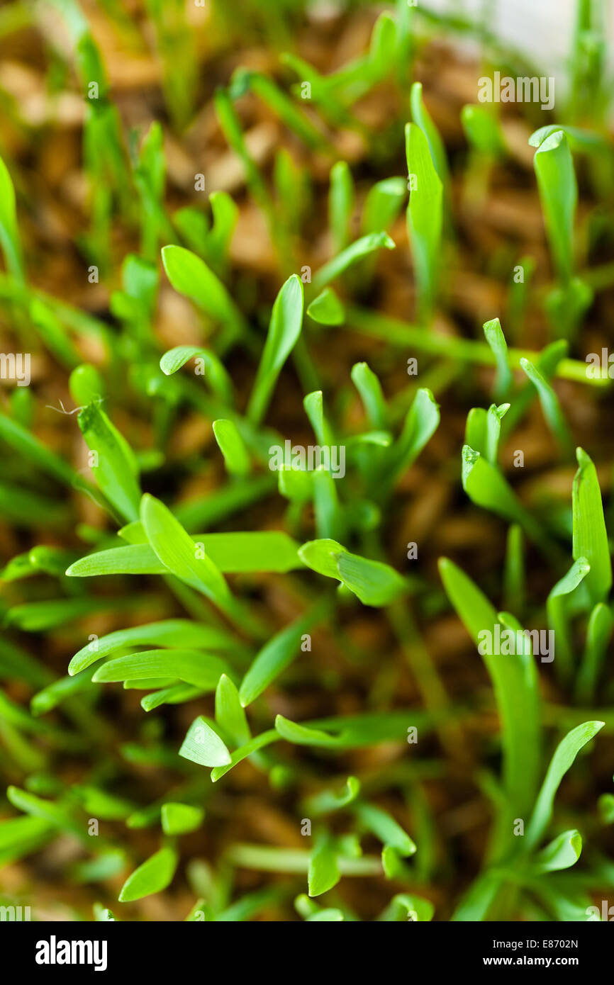 fresh grass, view from above Stock Photo - Alamy