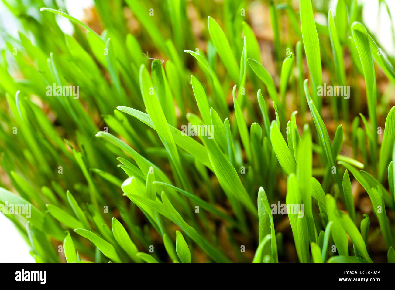 fresh grass indoor, angle view Stock Photo - Alamy