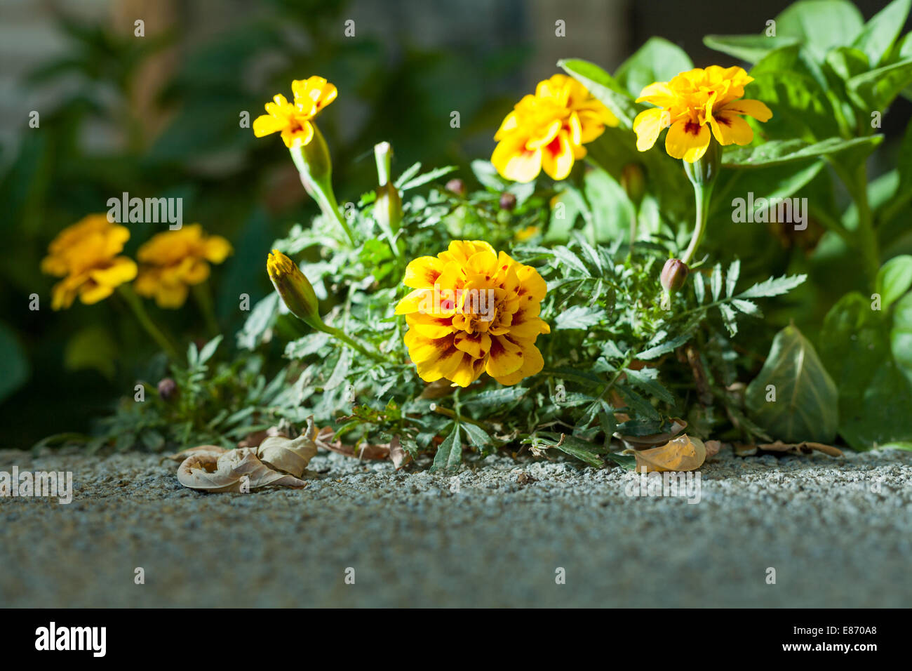 flower outdoor backlit Stock Photo - Alamy