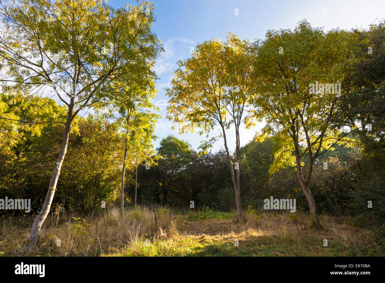 Trees in Autumn in a woodland opening. Colwick Woods, Nottingham ...