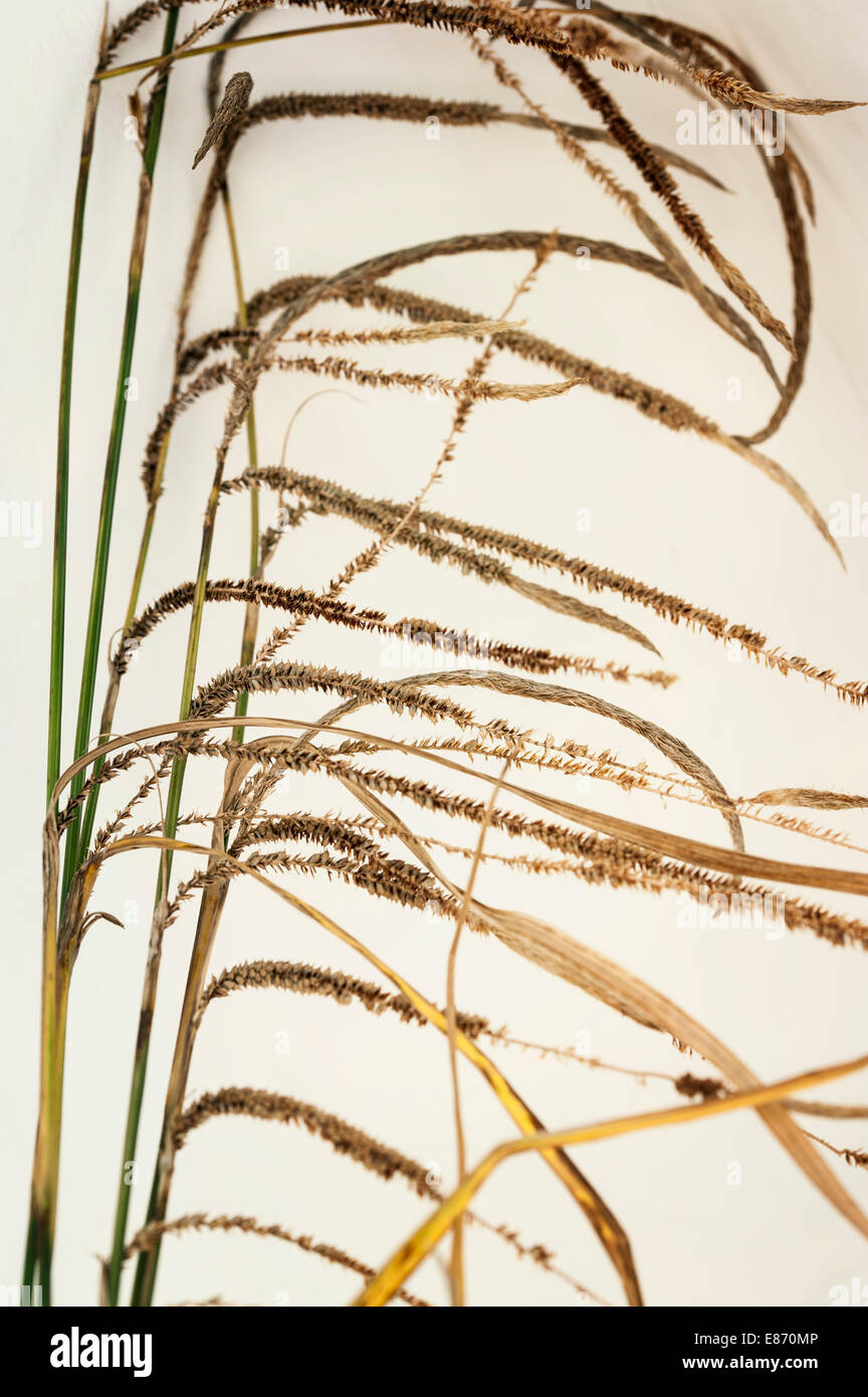 Reeds plant hi-res stock photography and images - Alamy