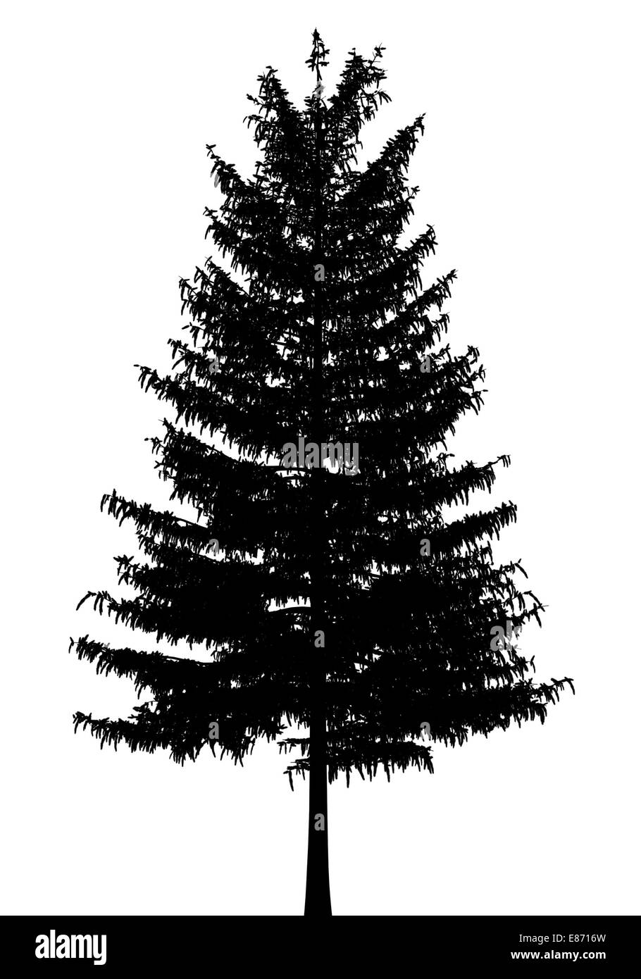 Black And White Evergreen Tree Sketch