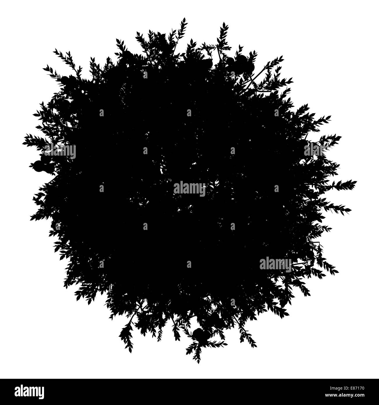top view silhouette of orange tree isolated on white background Stock ...