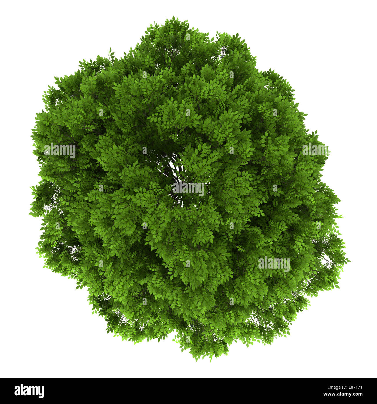 top view of european ash tree isolated on white background Stock Photo ...