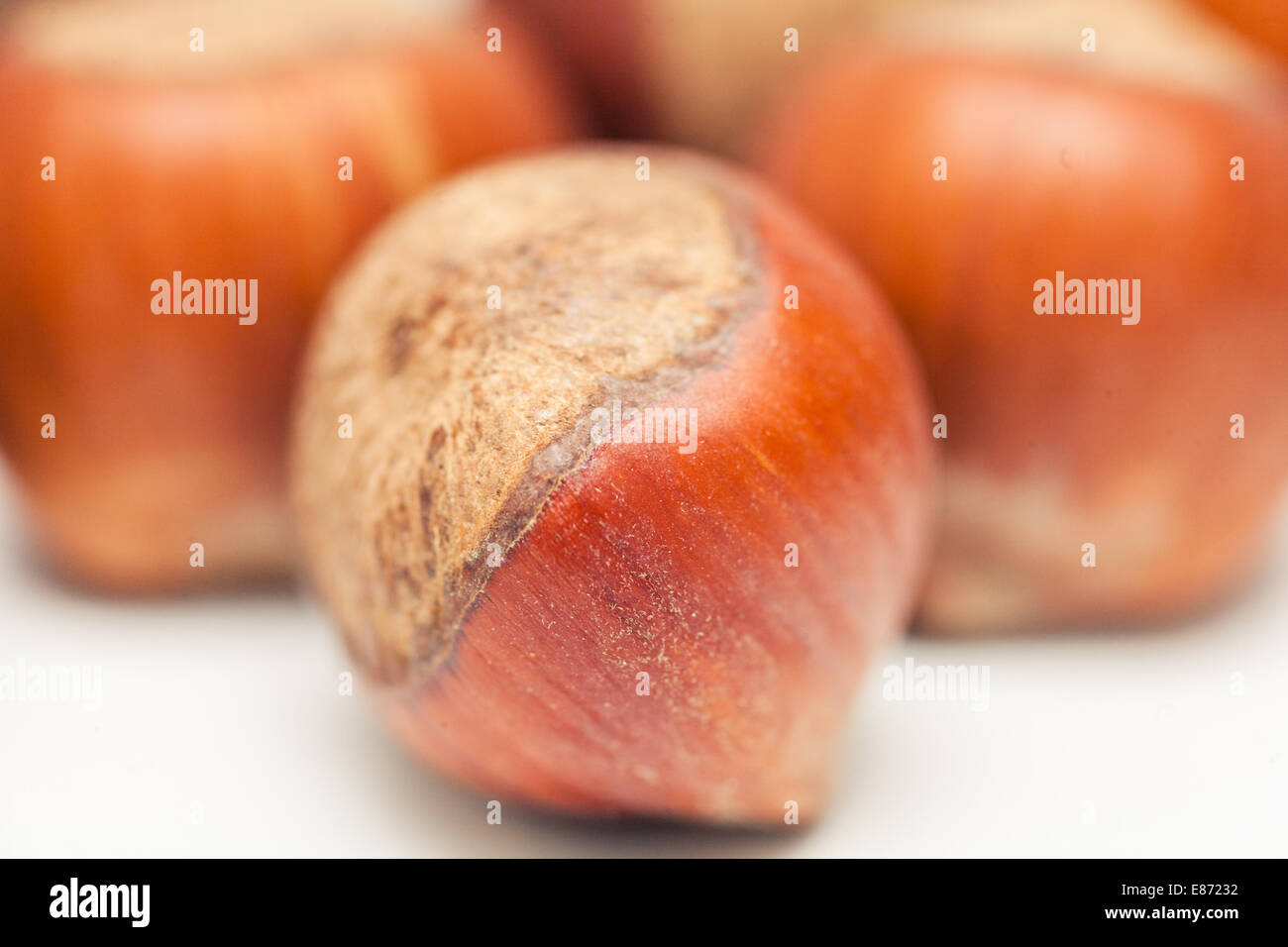 hazelnut on white background Stock Photo - Alamy
