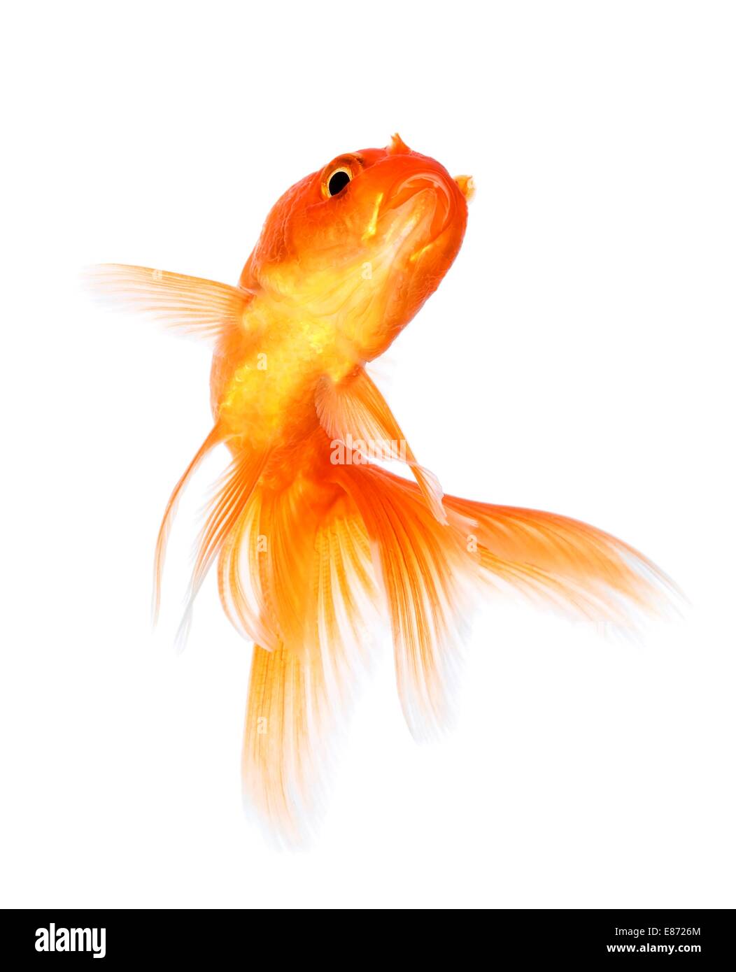 Gold fish isolated on a white background Stock Photo - Alamy