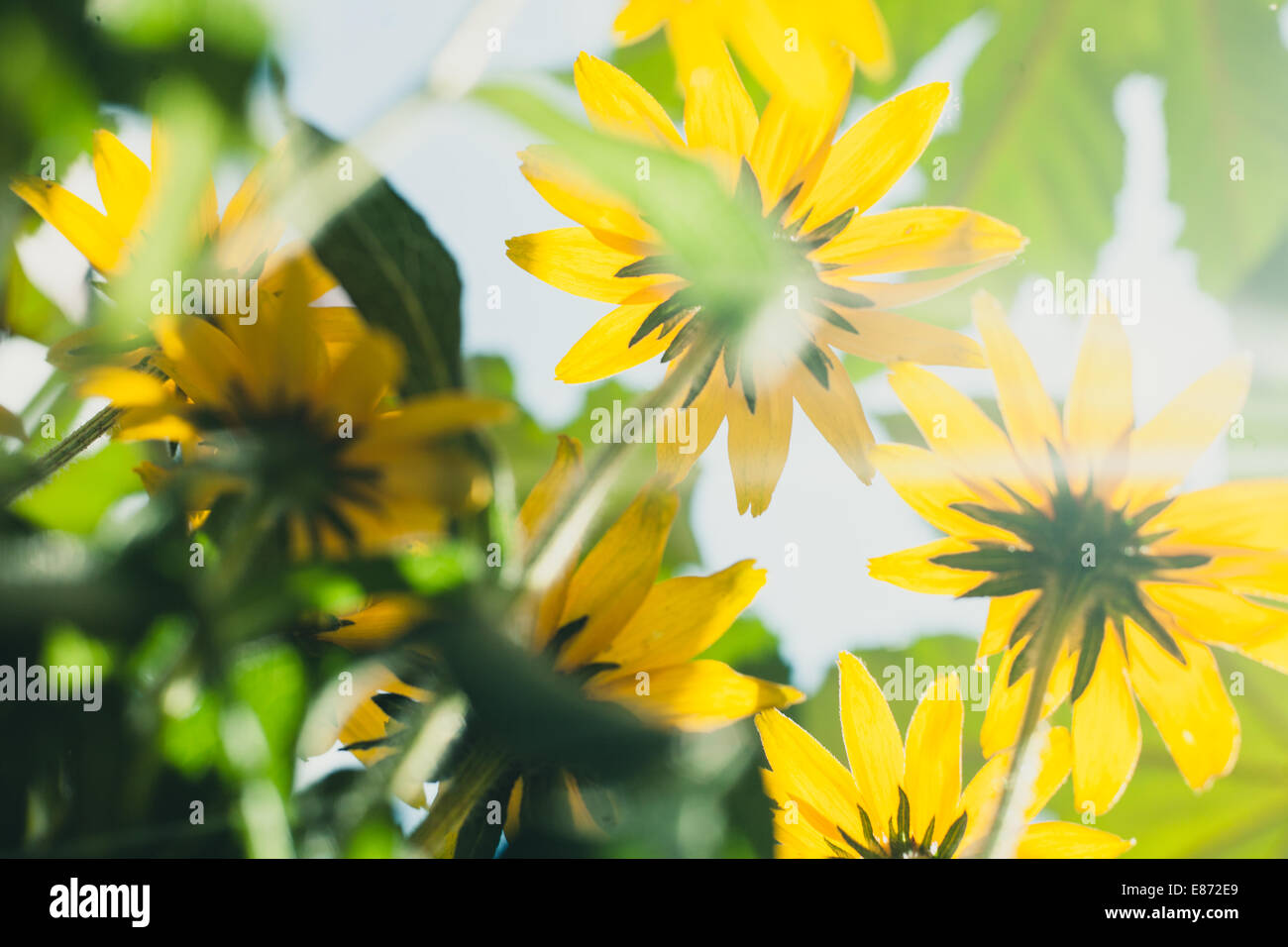 Bottom floral hi-res stock photography and images - Alamy