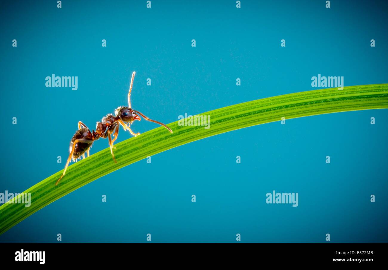 Ant running around the curved green blade of grass on a blue background ...