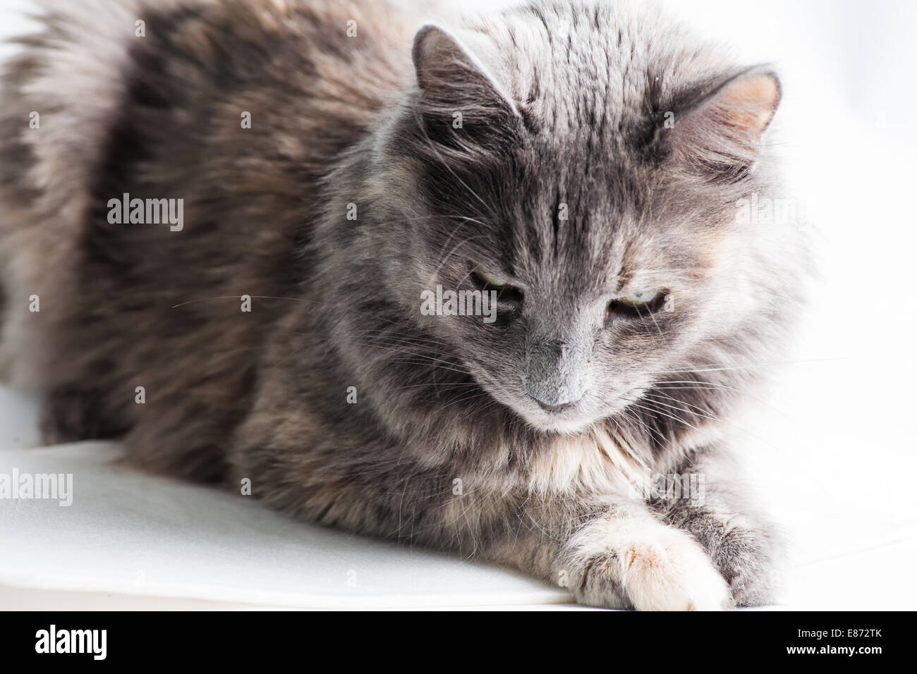Cute cat looking down on white background Stock Photo - Alamy