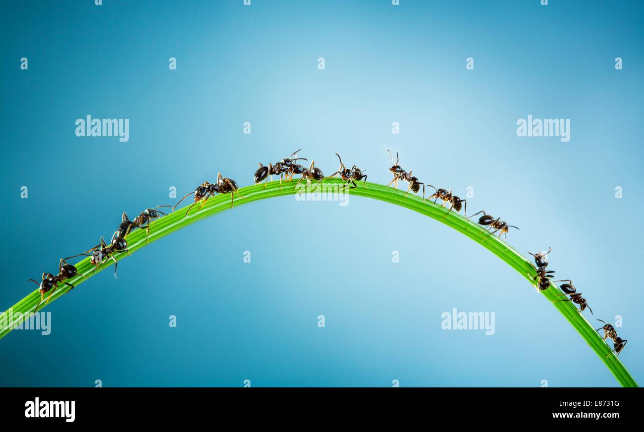 Team of ants running around the curved green blade of grass on a blue ...