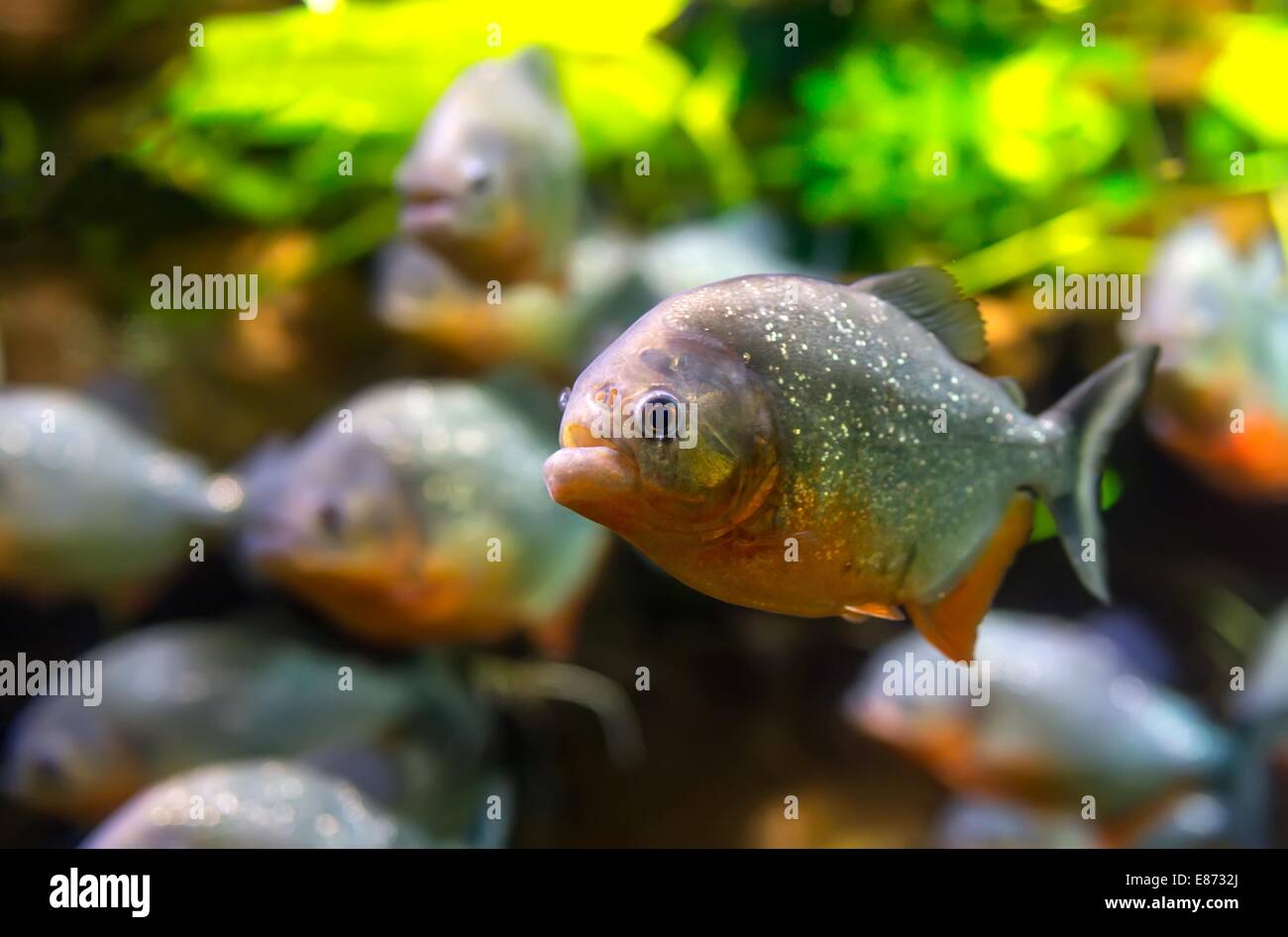 Piranha (Colossoma macropomum) in an aquarium on a green background ...