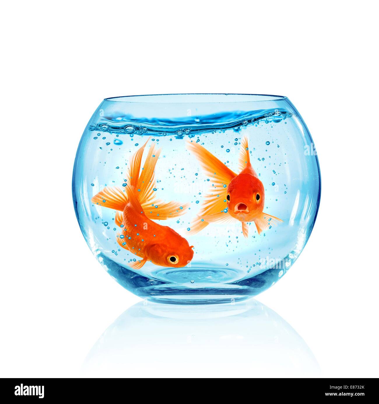 Goldfish in aquarium isolated on white background Stock Photo - Alamy
