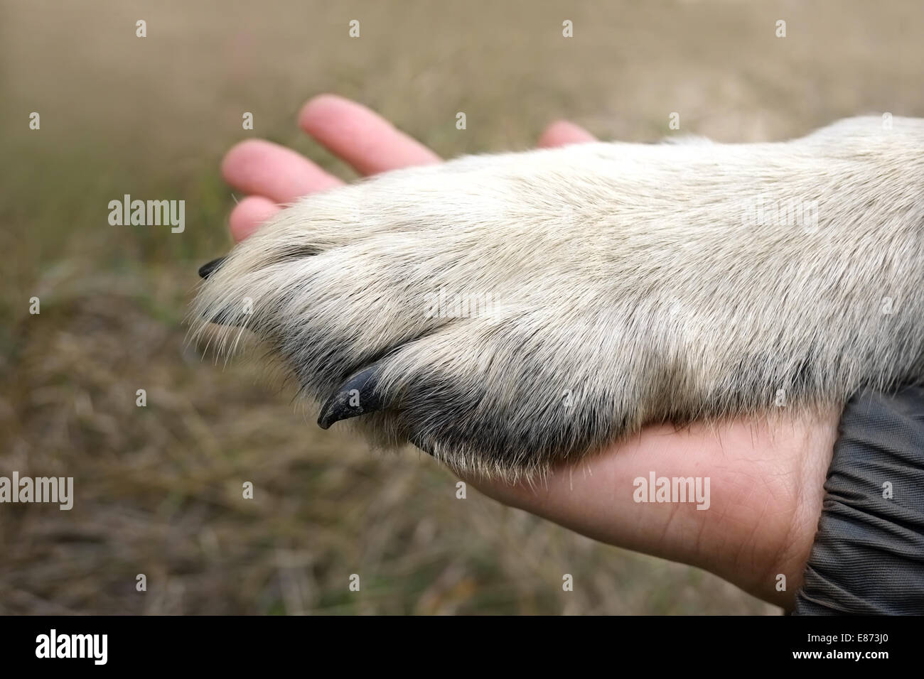Human hand over an animal paw, concept of togetherness and saving ...