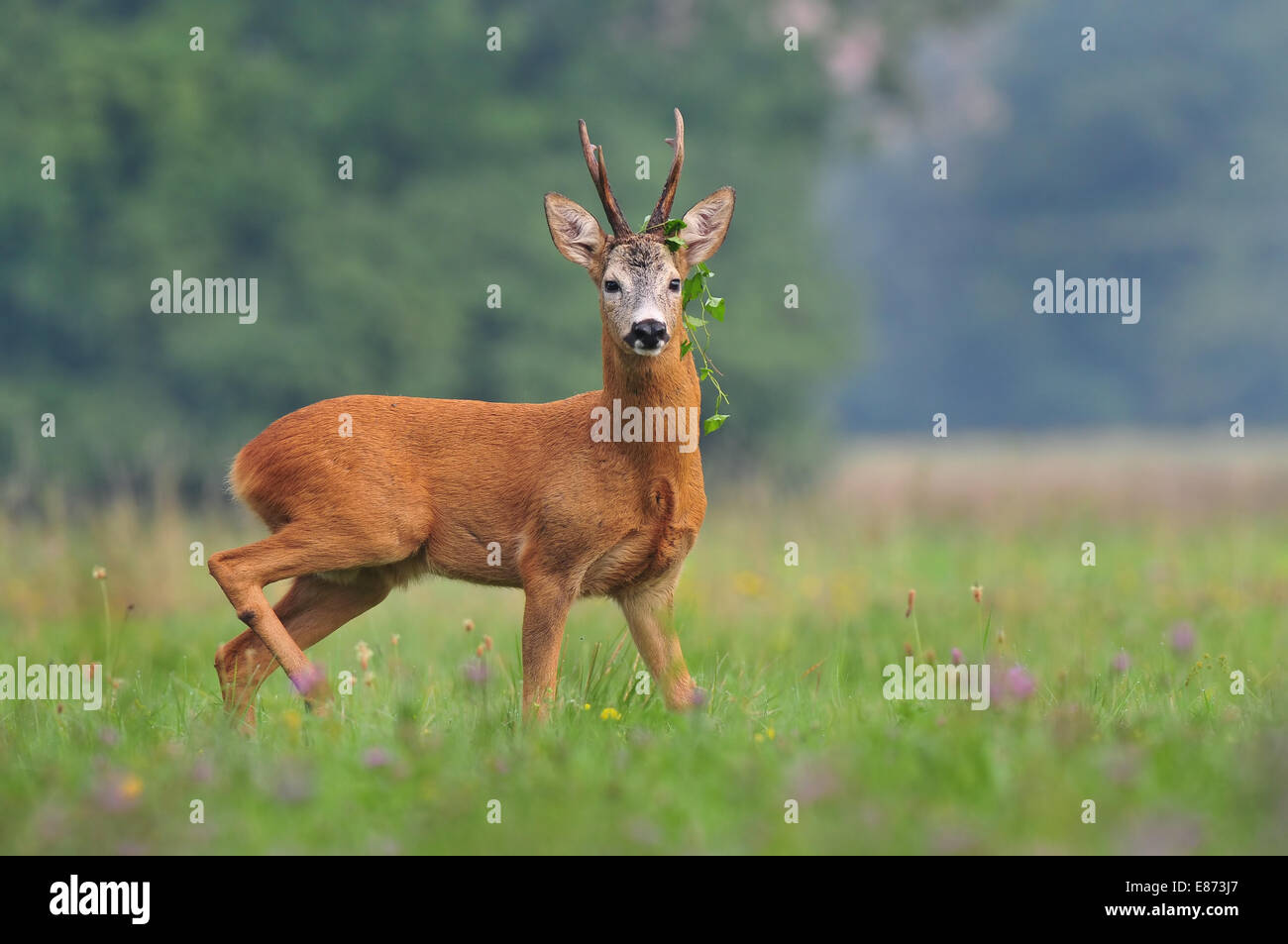 Buck weed hi-res stock photography and images - Alamy
