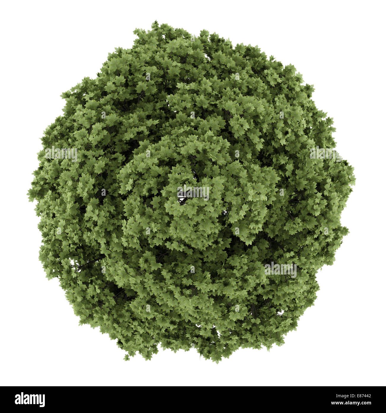 top view of common maple tree isolated on white background Stock Photo ...