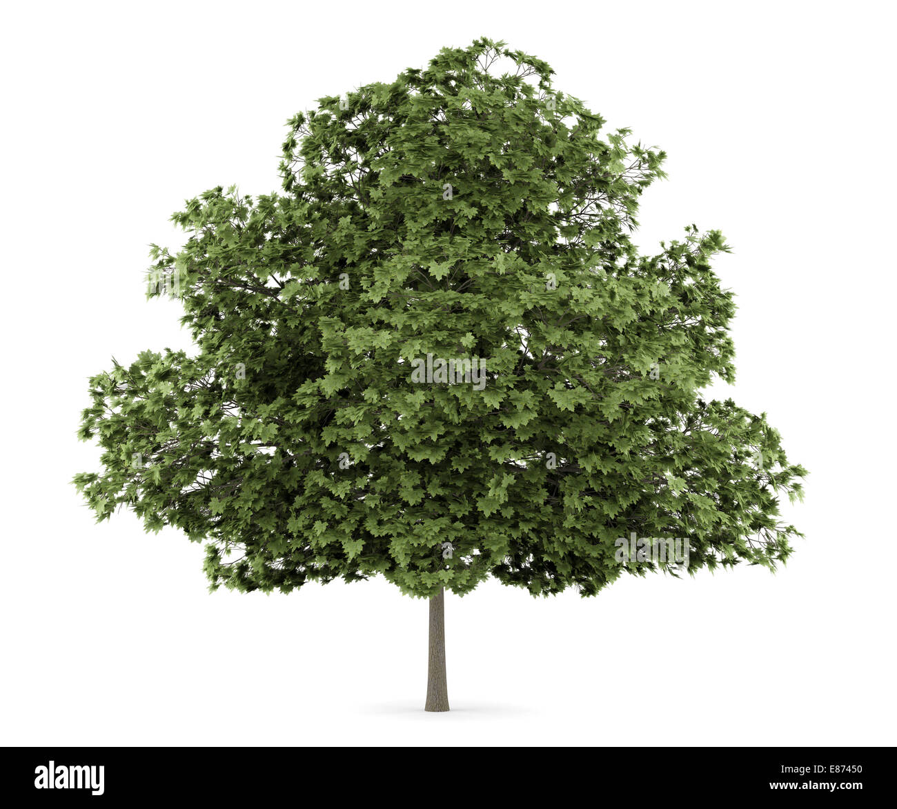 common maple tree isolated on white background Stock Photo - Alamy