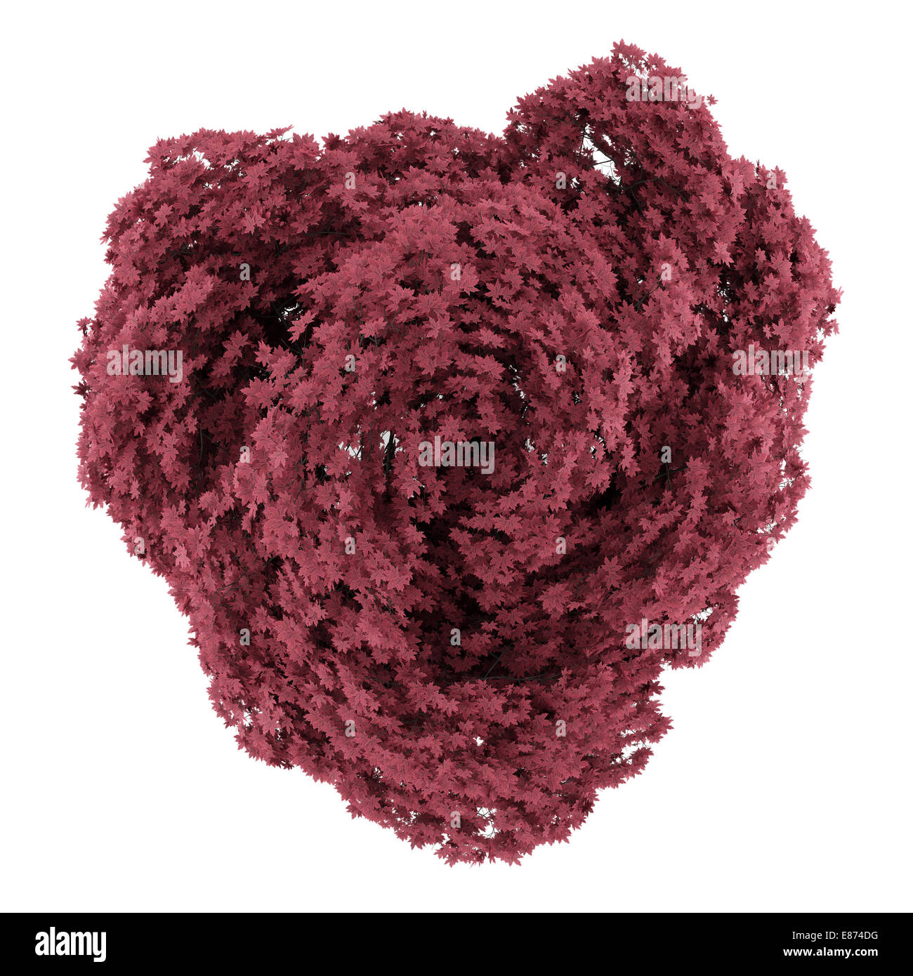 Top view red maple tree hi-res stock photography and images - Alamy