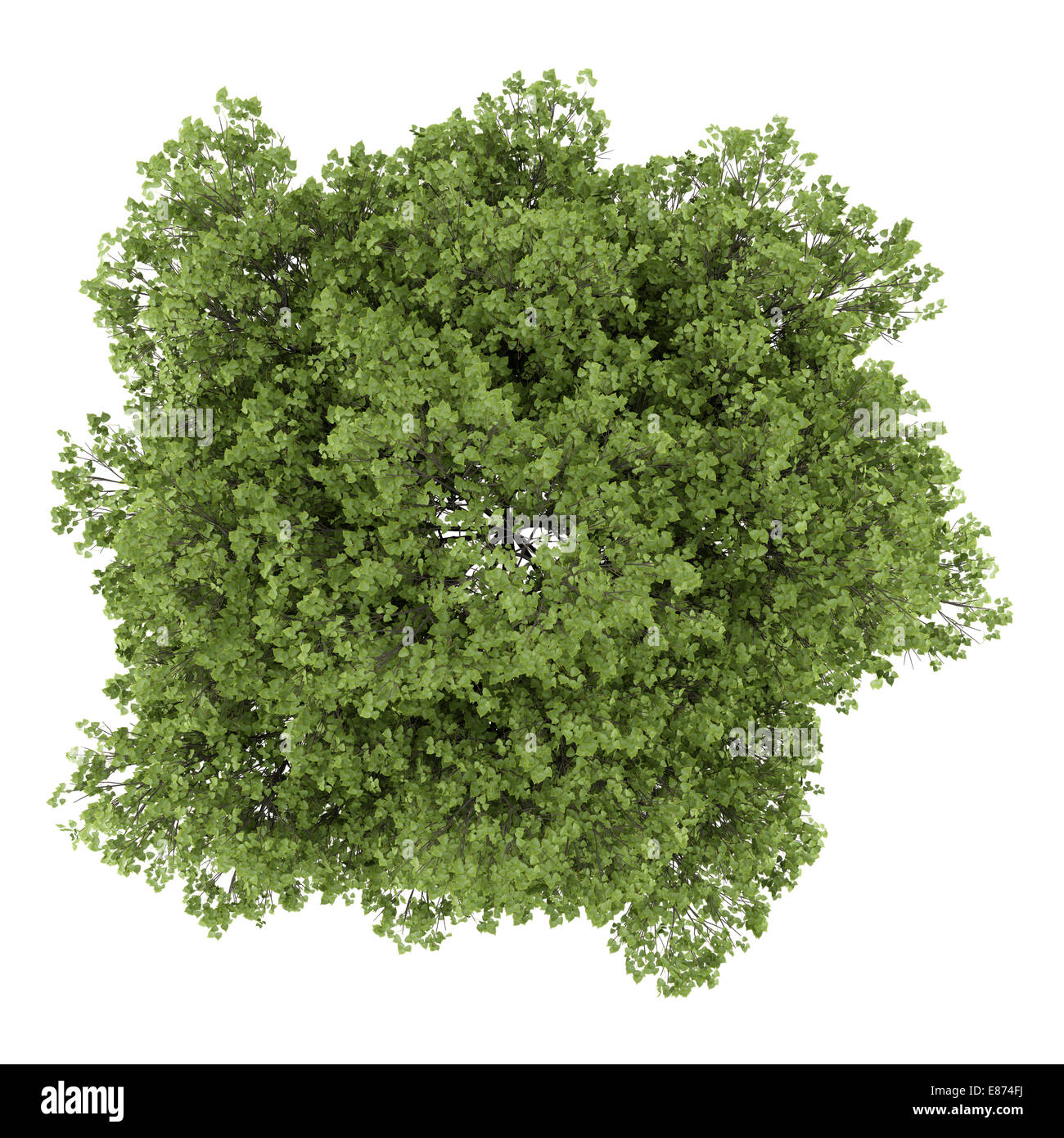 top view of small-leaved lime tree isolated on white background Stock ...
