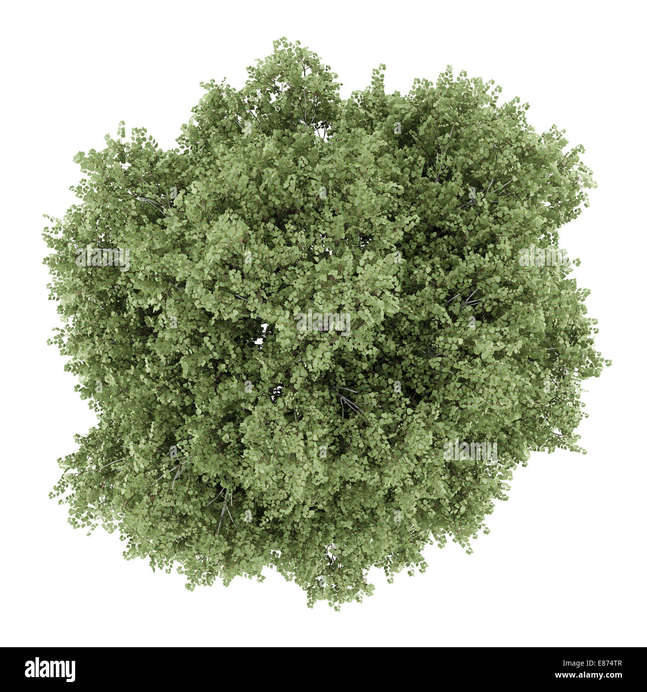 top view of silver birch tree isolated on white background Stock Photo ...