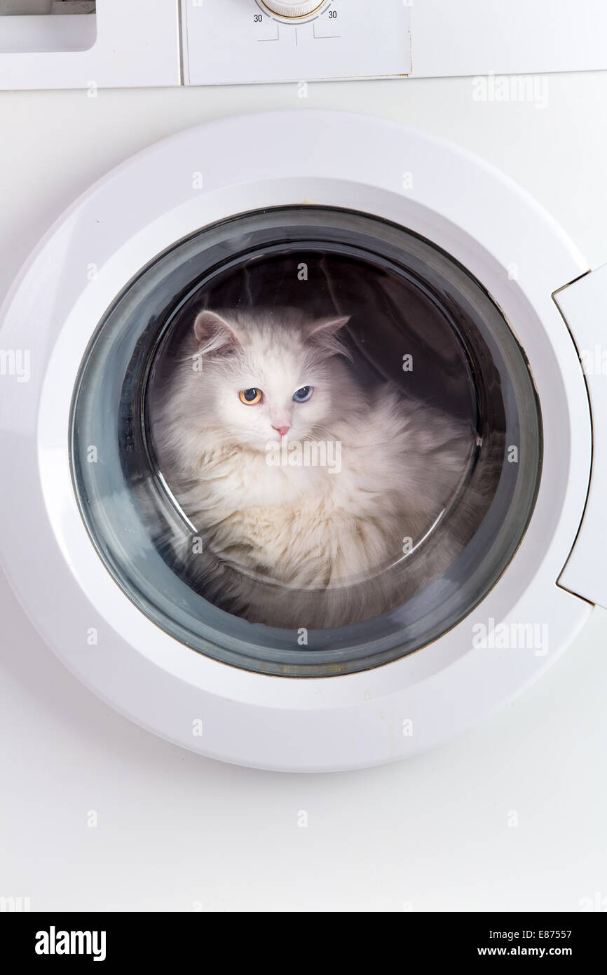 Cat washing machine hi-res stock photography and images - Alamy