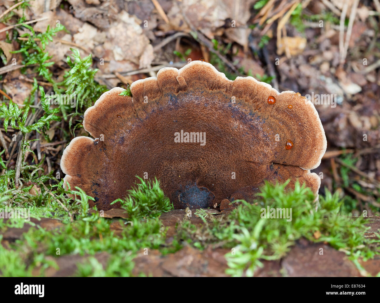 Ischnoderma benzoinum mushroom Stock Photo - Alamy