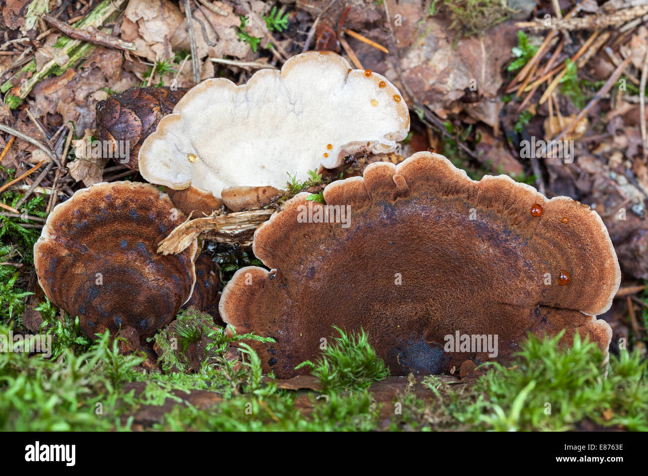 Ischnoderma benzoinum hi-res stock photography and images - Alamy