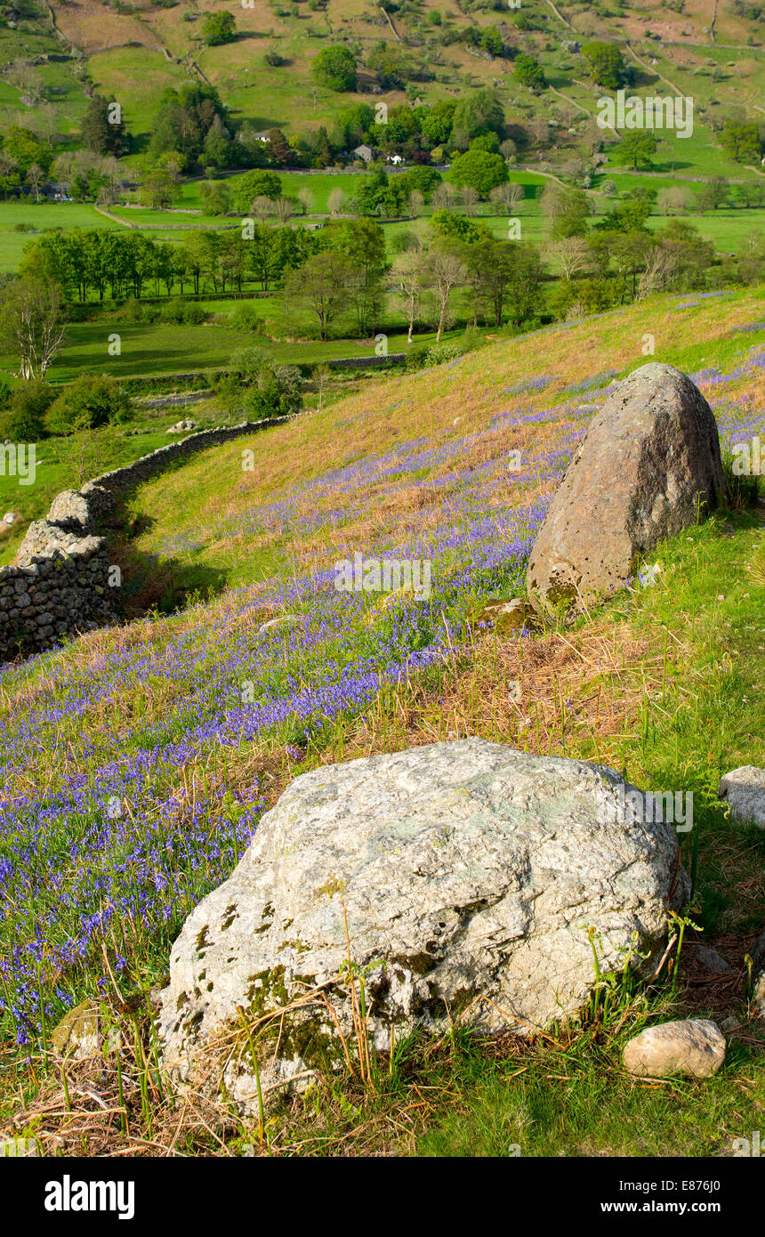 Spring flower lake district hi-res stock photography and images - Alamy