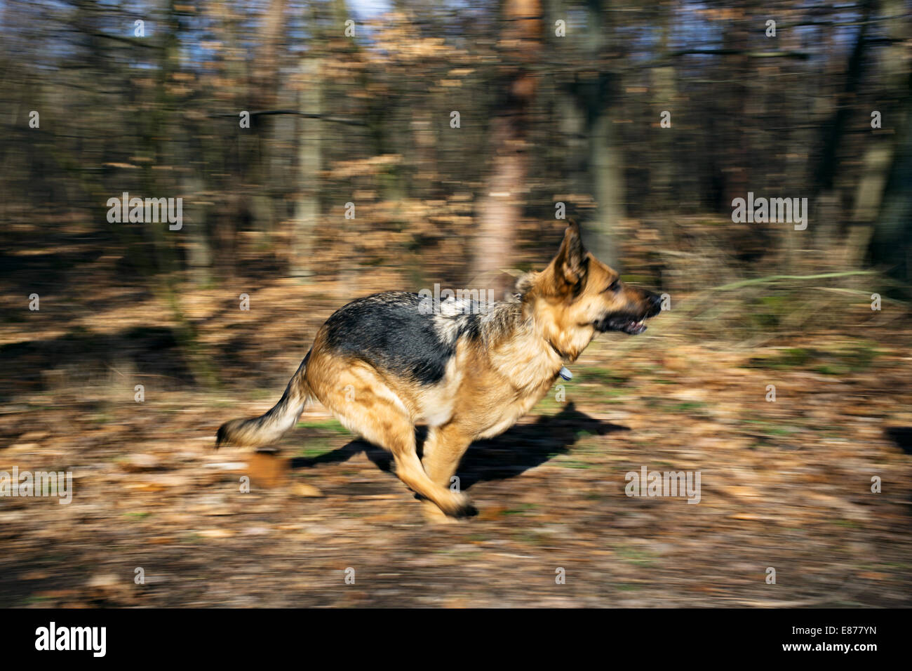 Berlin, Germany, German Shepherd walks through the forest Stock Photo ...