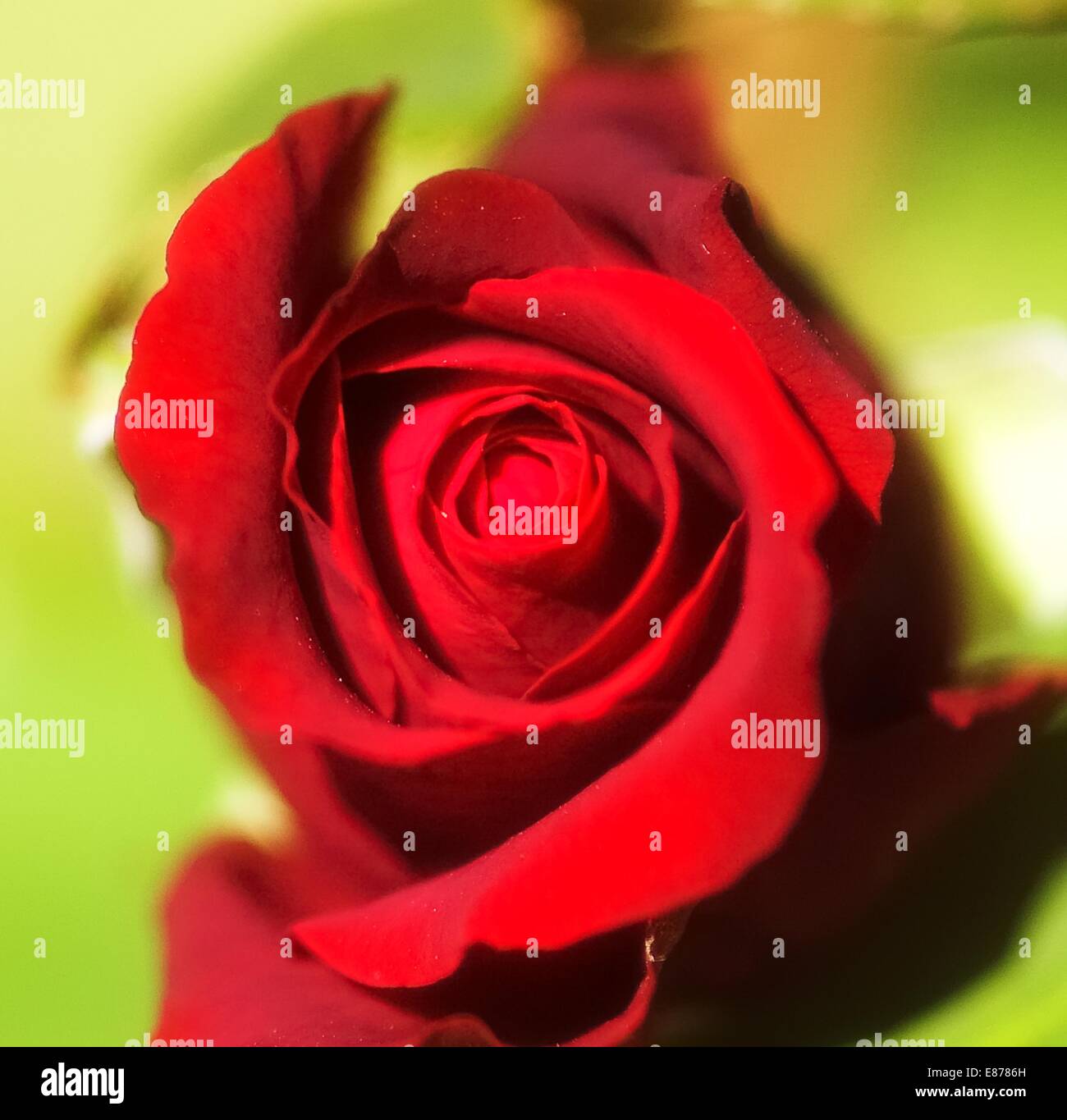 Deep Red Rose Stock Photo - Alamy
