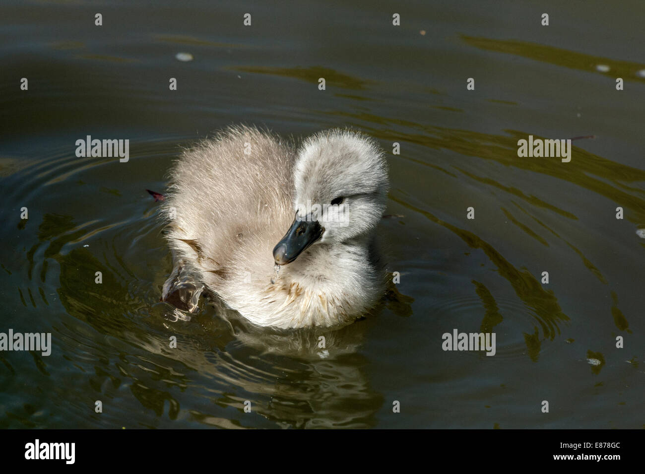 Cygnet on water hi-res stock photography and images - Alamy
