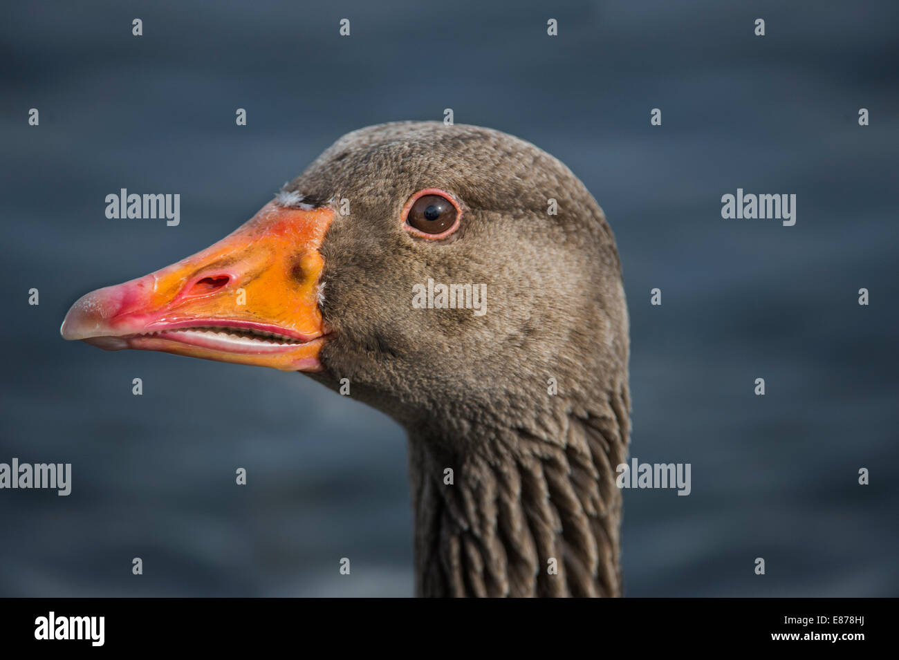 Greylag Goose head close up Stock Photo - Alamy