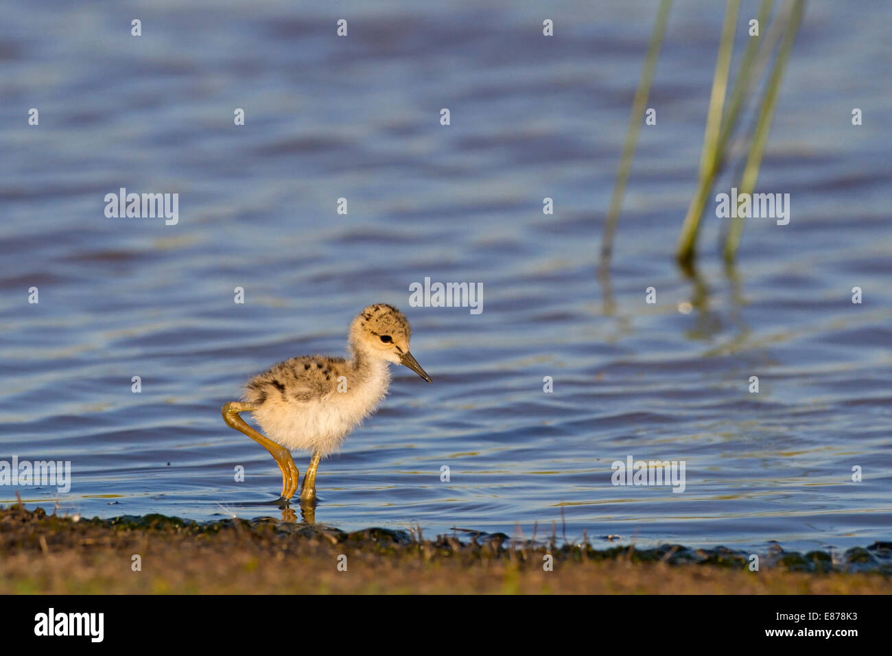 Stilt and chicks hi-res stock photography and images - Alamy