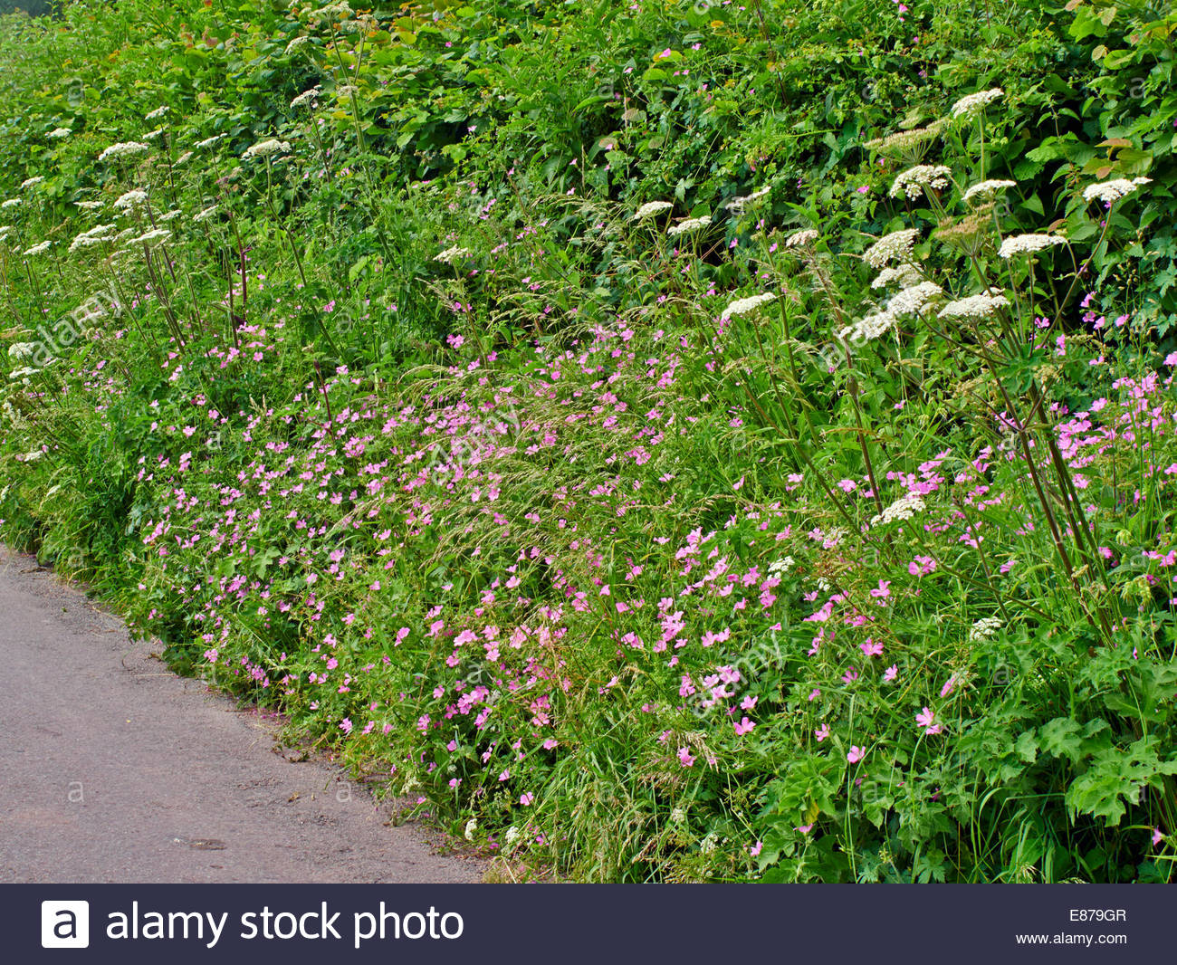 Hedgerow Uk Stock Photos & Hedgerow Uk Stock Images - Alamy