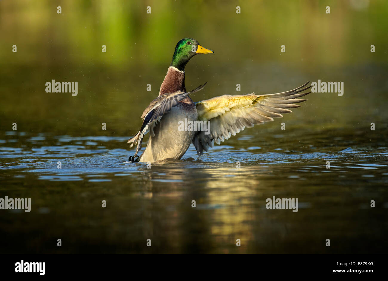 A Mallard Duck showing in a pond Stock Photo - Alamy
