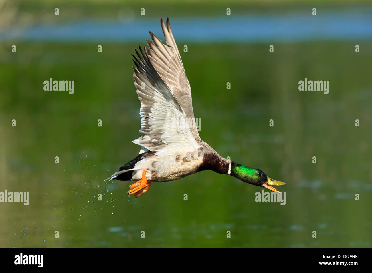 Quacking High Resolution Stock Photography and Images - Alamy