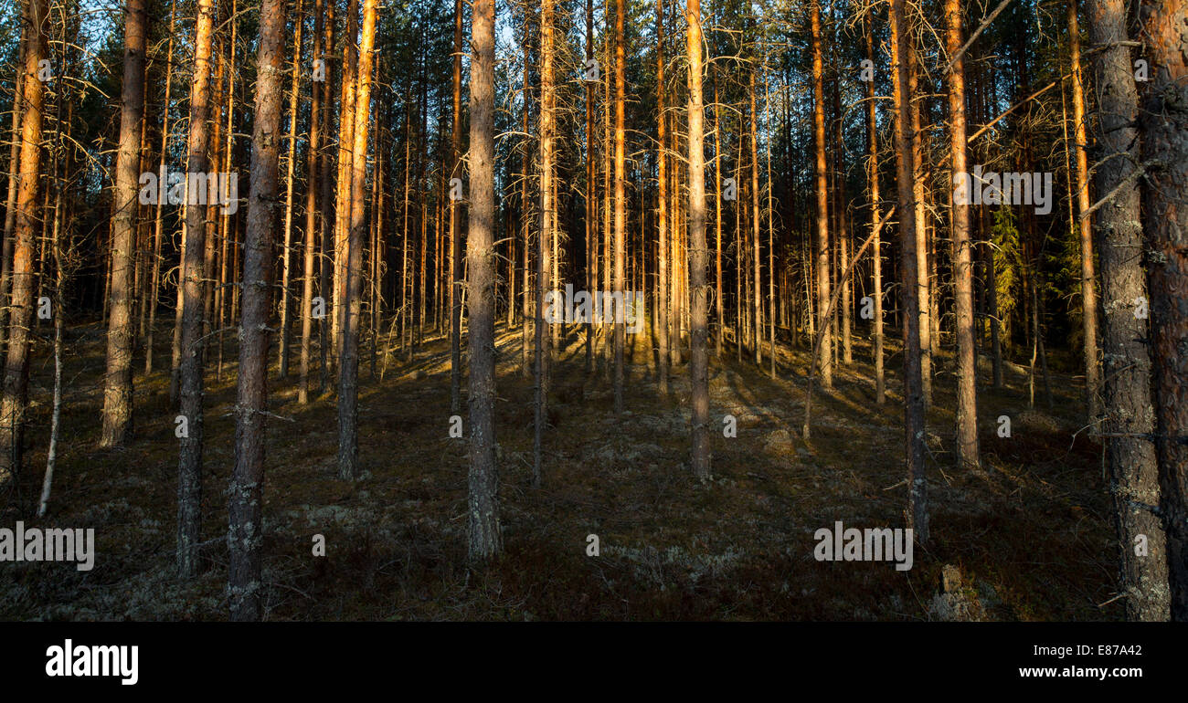 Taiga biome hi-res stock photography and images - Alamy