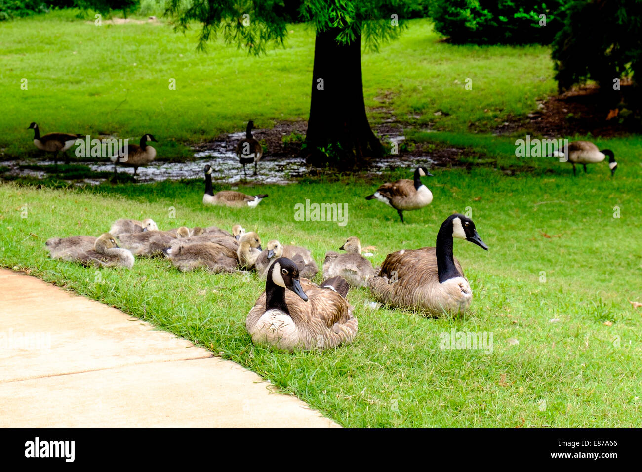 A pair of adult of Canada Geese, Branta canadensis, rests with their ...