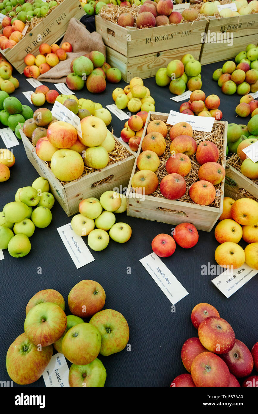Different Apples Types Of On Display At The Malvern Autumn Show ...