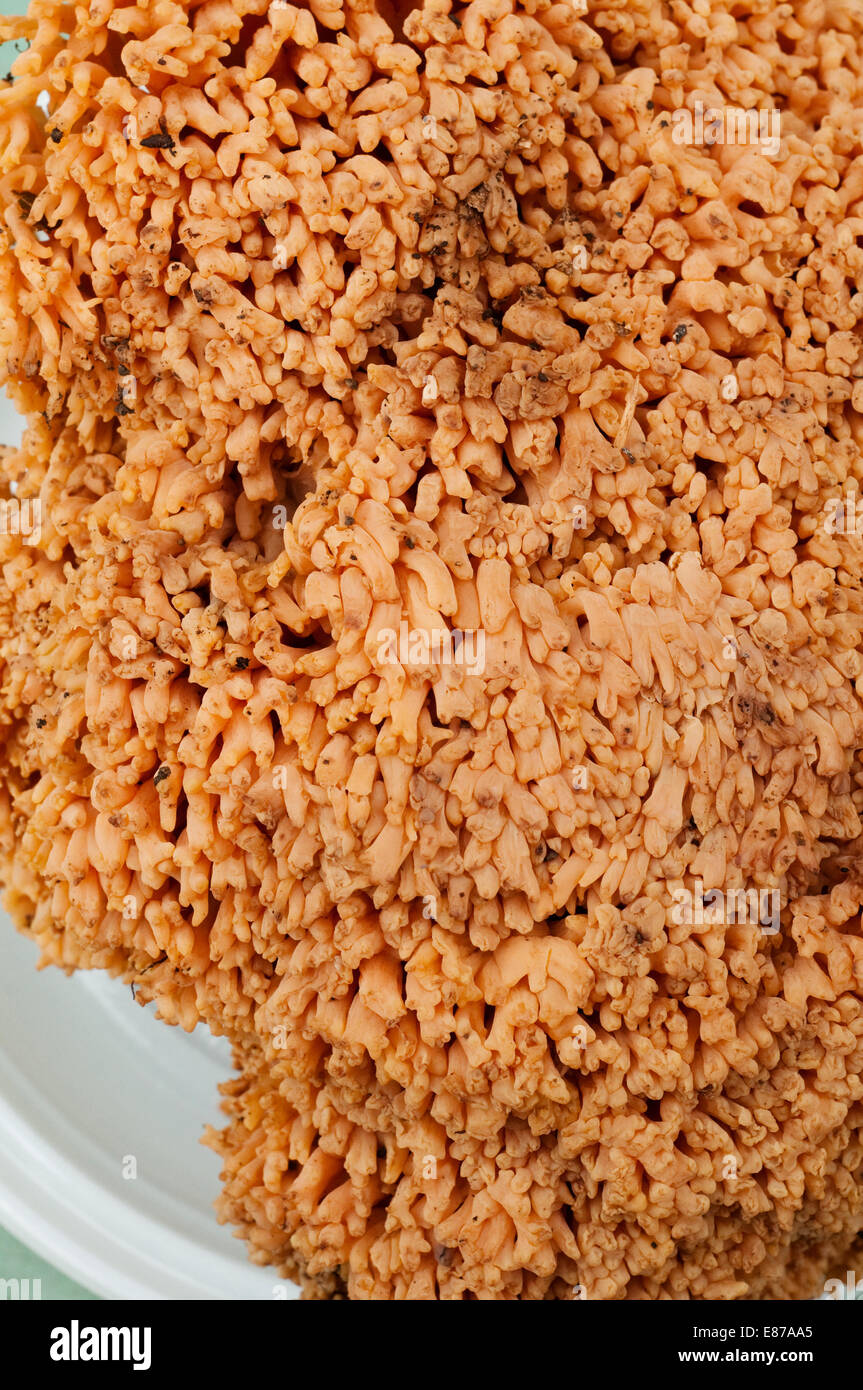 Italy, Coral Fungus, Clavaria flava, Ramaria Flava Stock Photo - Alamy