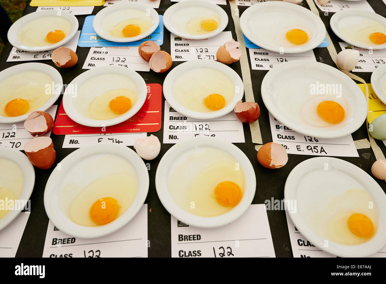 Prize Winning Eggs On Display At The Malvern Autumn Show Worcestershire ...