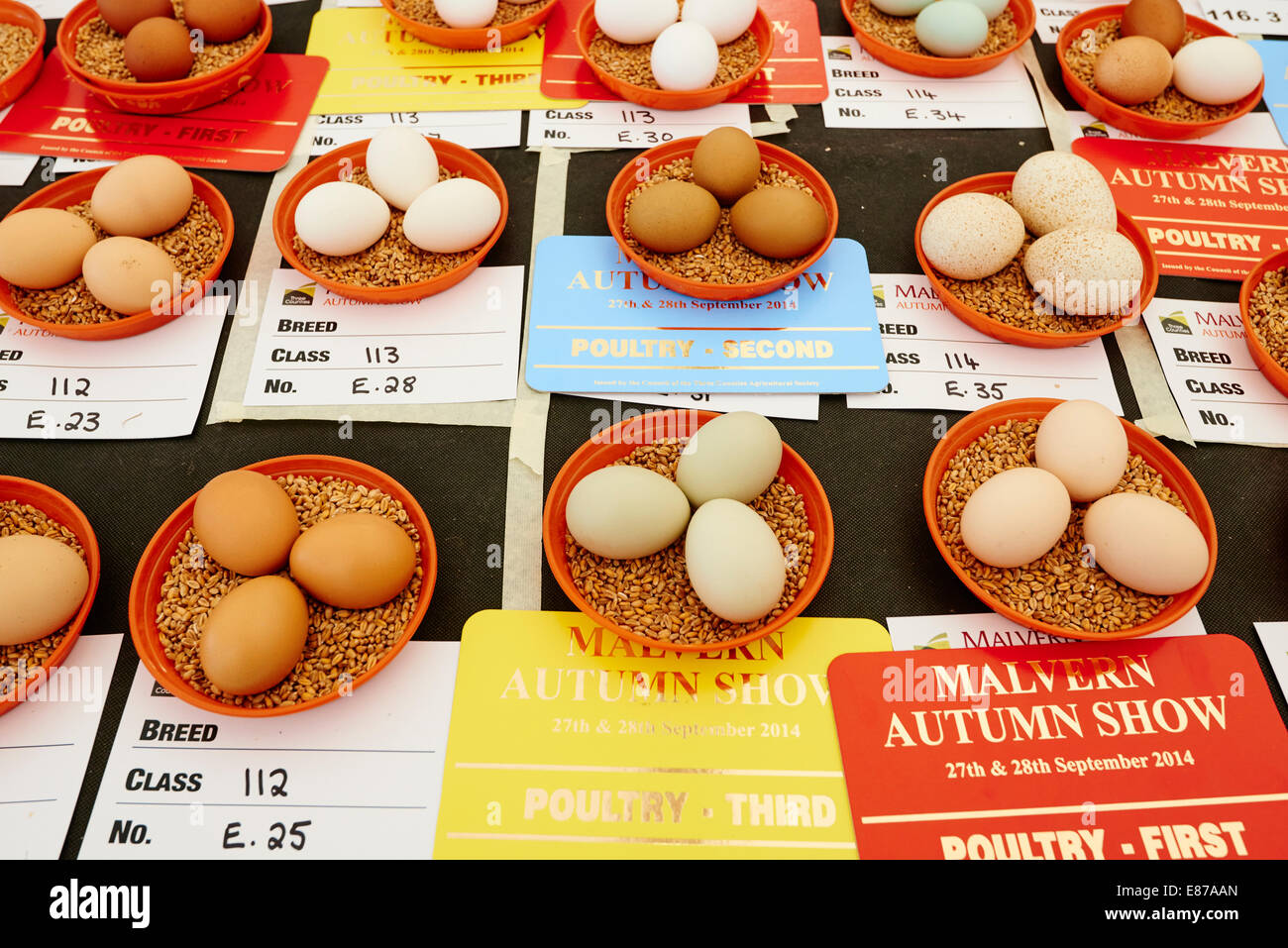 Poultry competition hi-res stock photography and images - Alamy