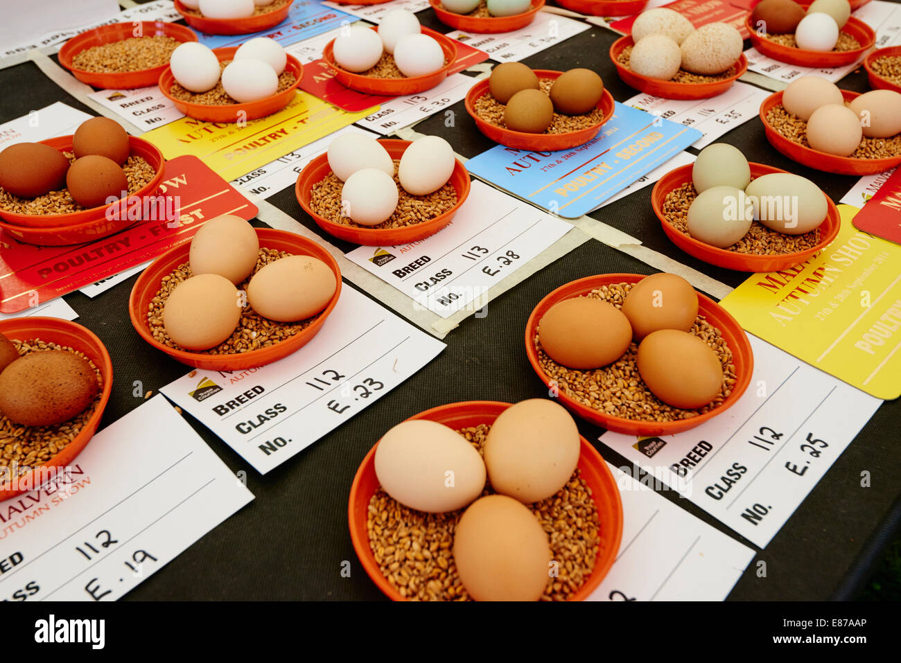 Competition eggs hi-res stock photography and images - Alamy