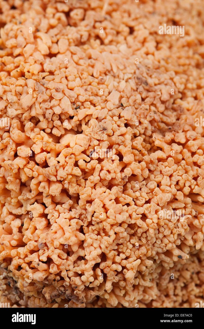 Clavaria flava hi-res stock photography and images - Alamy