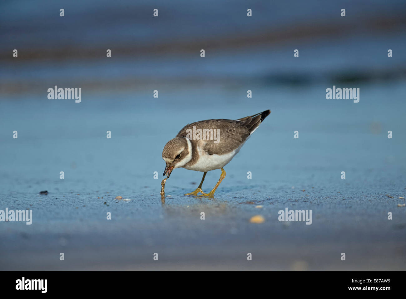 Feeding a worm hi-res stock photography and images - Alamy